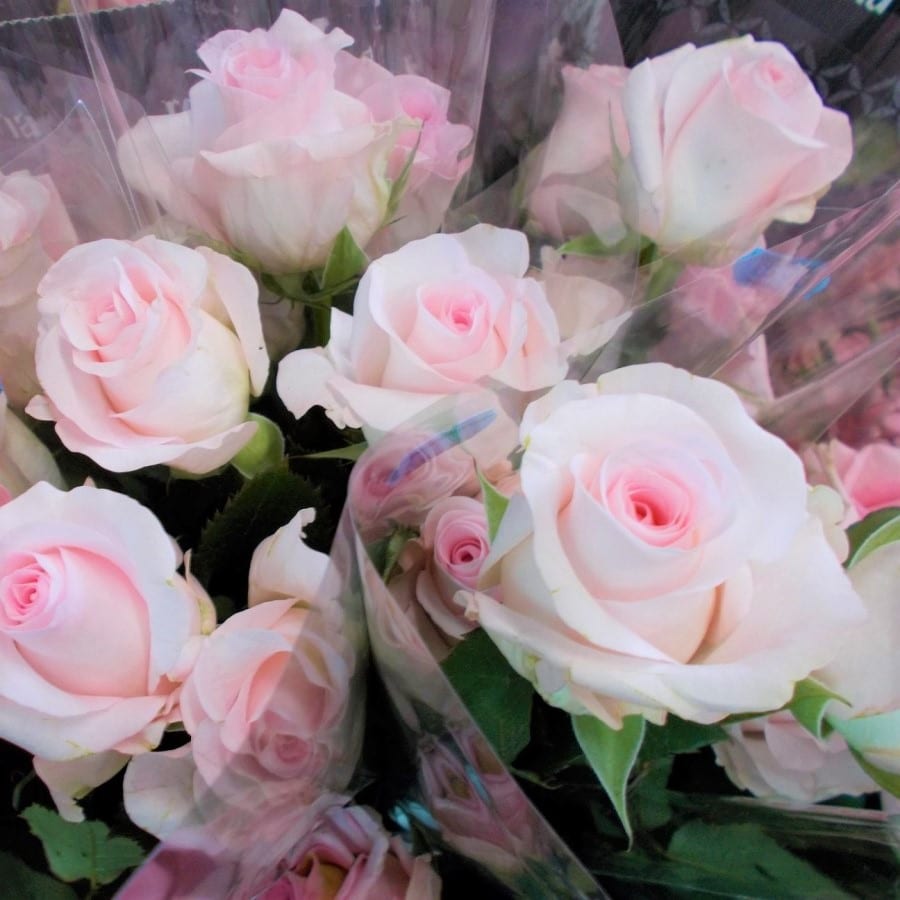 Rochdale Garden Centre - Gordon Rigg