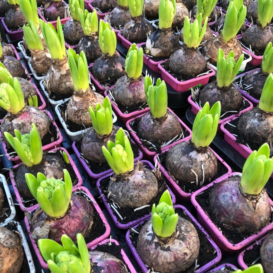 Rochdale Garden Centre - Gordon Rigg