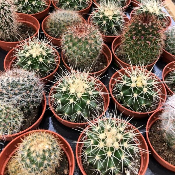 Rochdale Garden Centre - Gordon Rigg