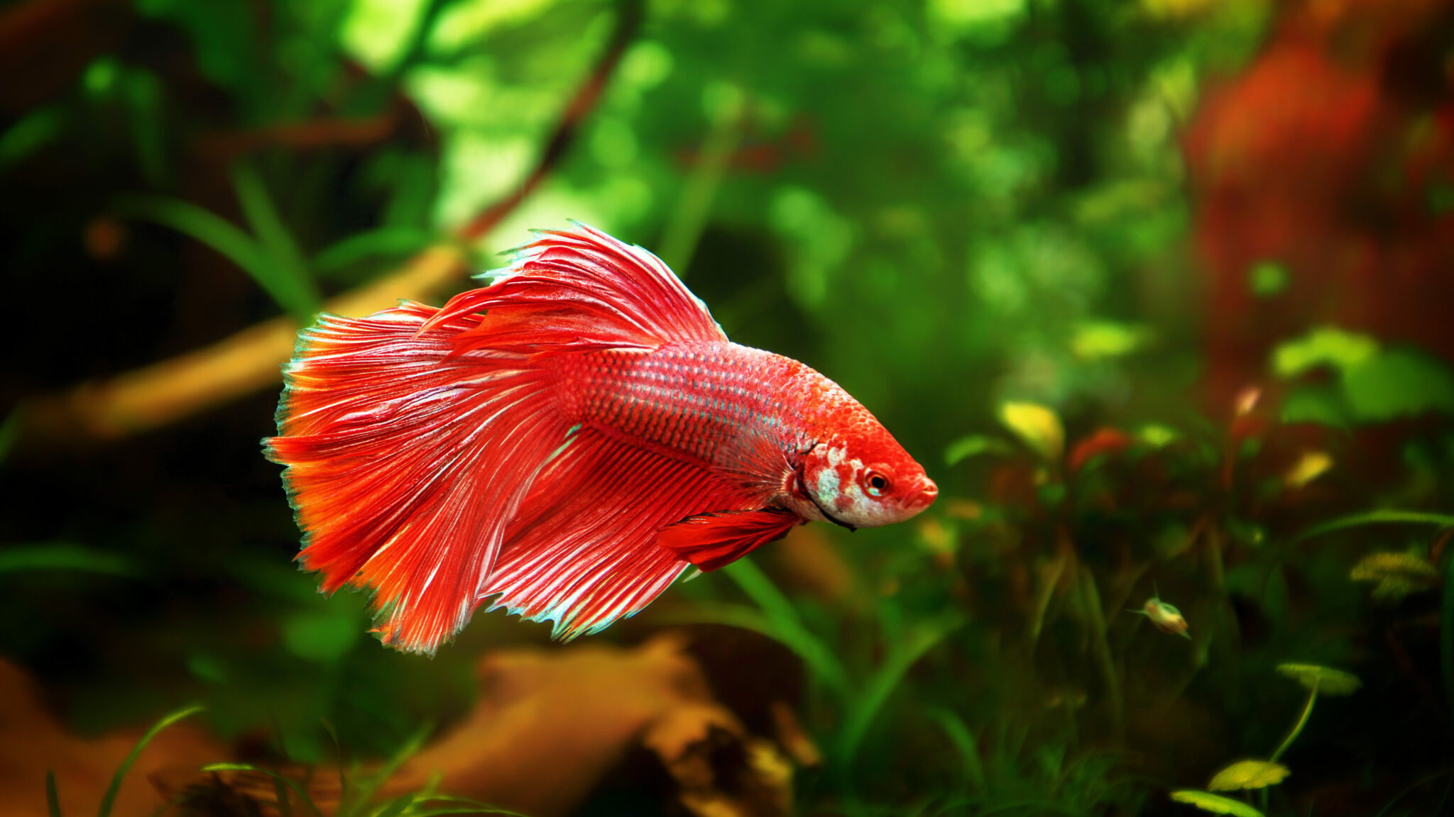 Todmorden Garden Centre - Gordon Rigg